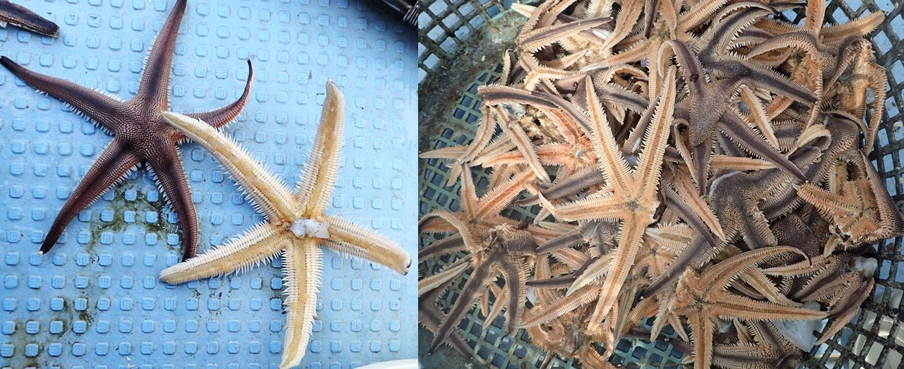 漁業で得られる生物情報：ふぐ延縄漁で獲られる海洋生物（ヒトデ類） - 株式会社バイオーム