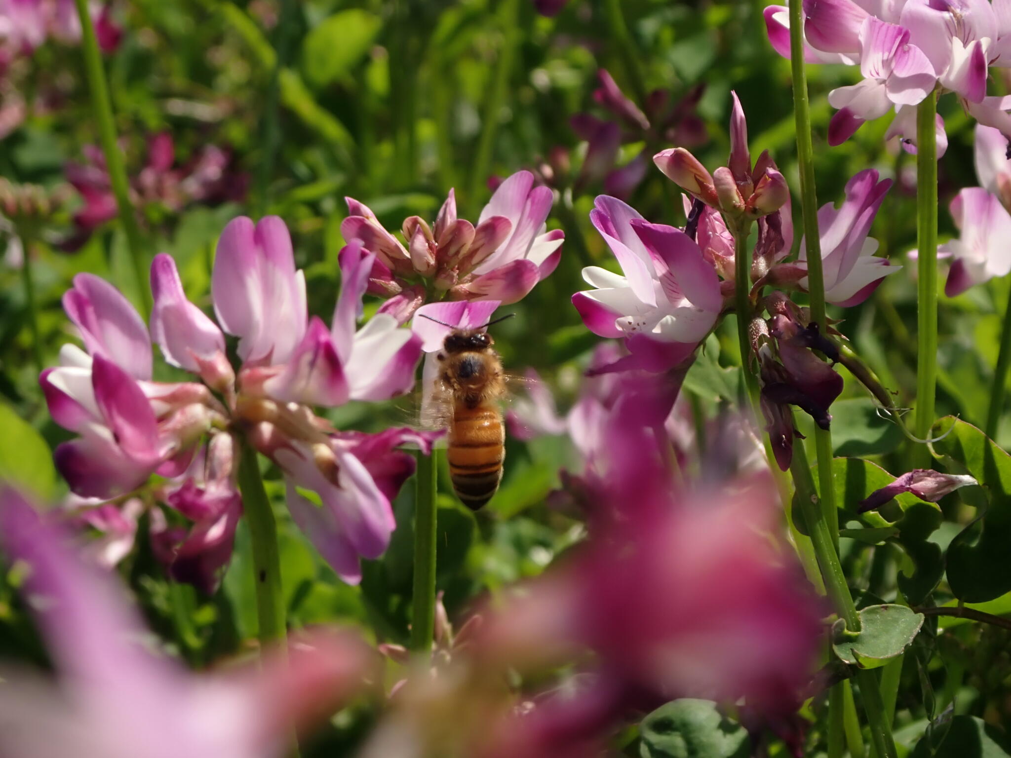 空気中の窒素を栄養にできるマメ科植物 - 株式会社バイオーム