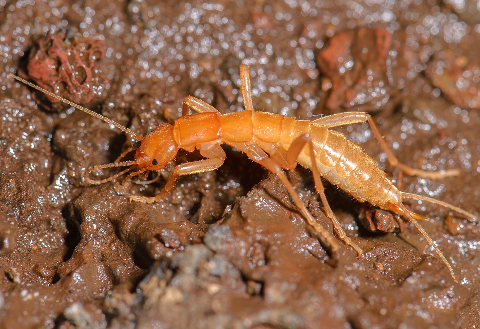 ナナフシかと思いきや実は違ったカカトアルキ - 株式会社バイオーム