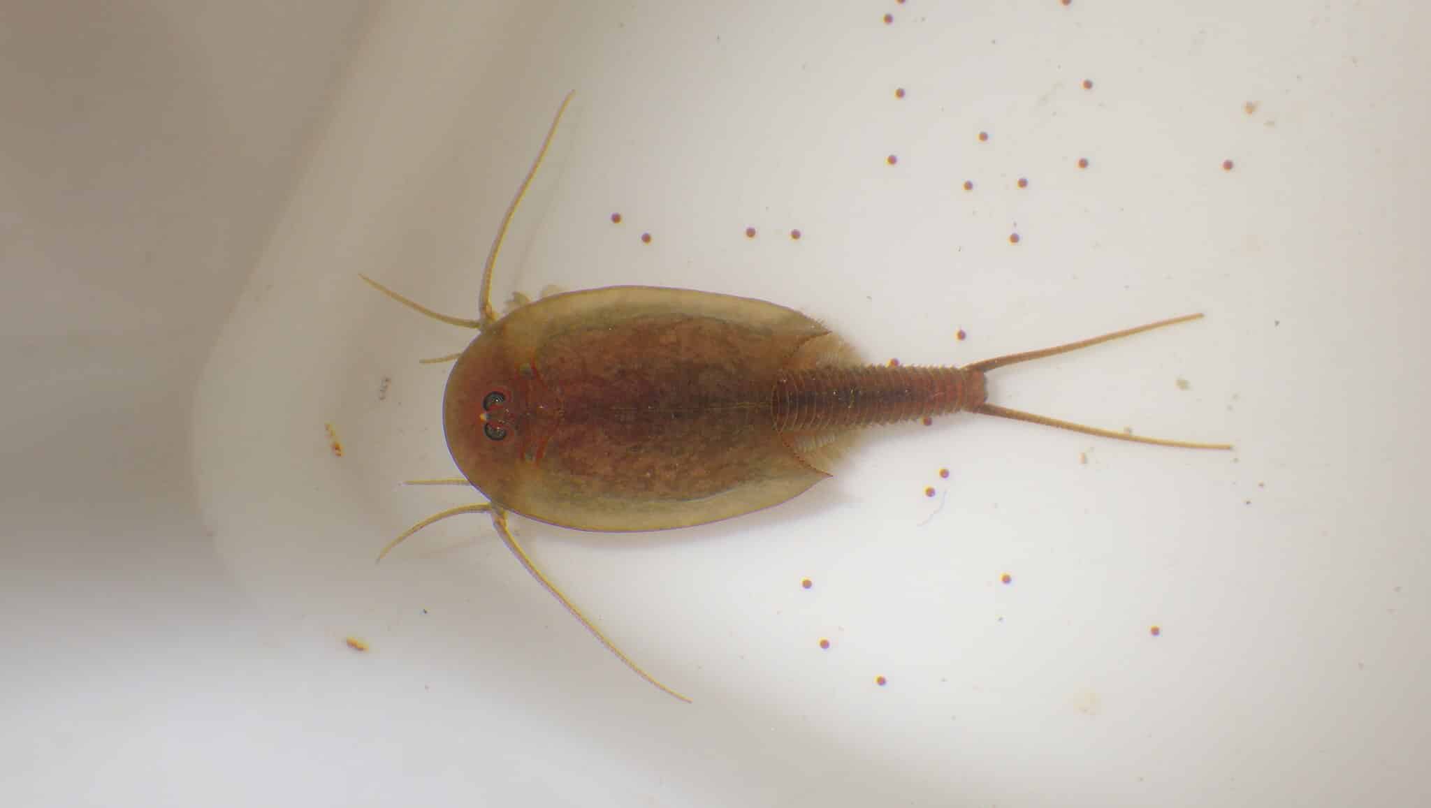 タラバガニはヤドカリ。カブトガニは？ - 株式会社バイオーム